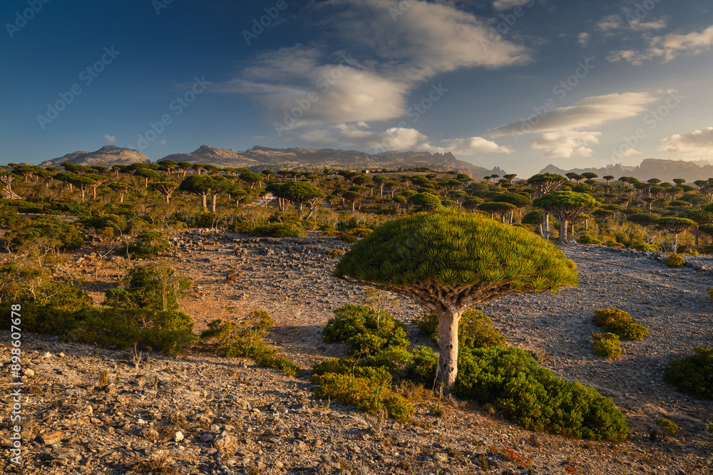 Firmihin Dragon`s Blood Tree Forest in Socotra- the only one of its ...