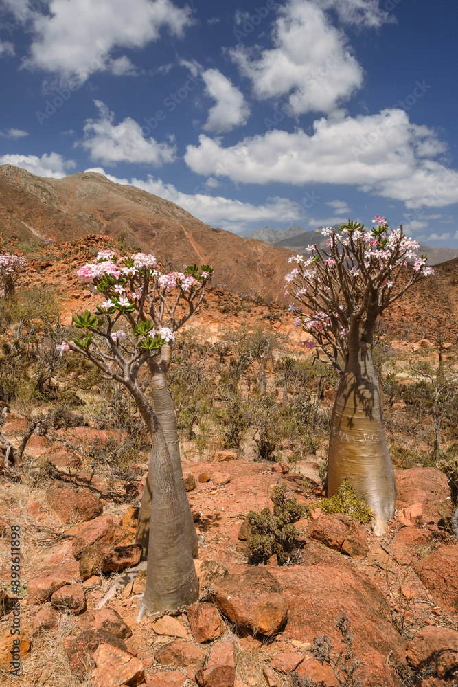 Blooming desert rose- know as bottle tree - one of the symbols of ...