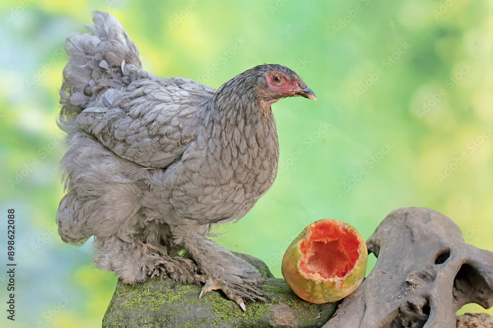 A young Brahma chicken is eating a ripe papaya fruit that has fallen on ...