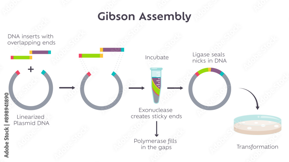 Gibson Assembly molecular cloning method diagram Stock Vector | Adobe Stock