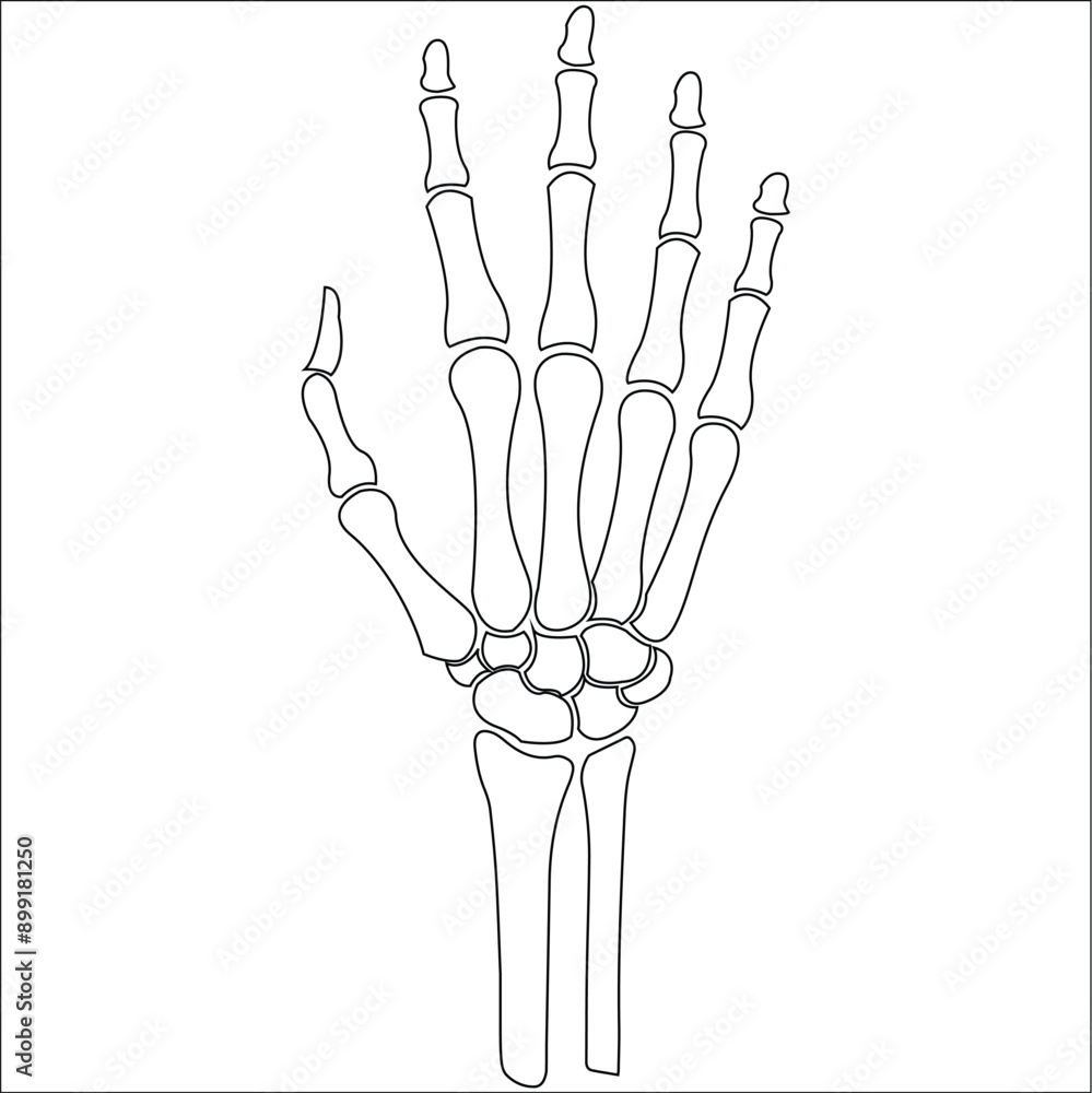 Skeleton Hands EPS, Skeleton Eps, Skull Skeleton Hand Clipart ...