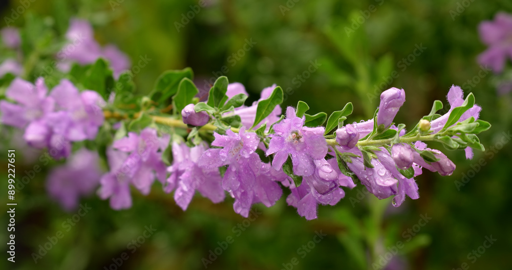 Purple sage or Ash bush (Leucophyllum frutescens) with purple or pink ...
