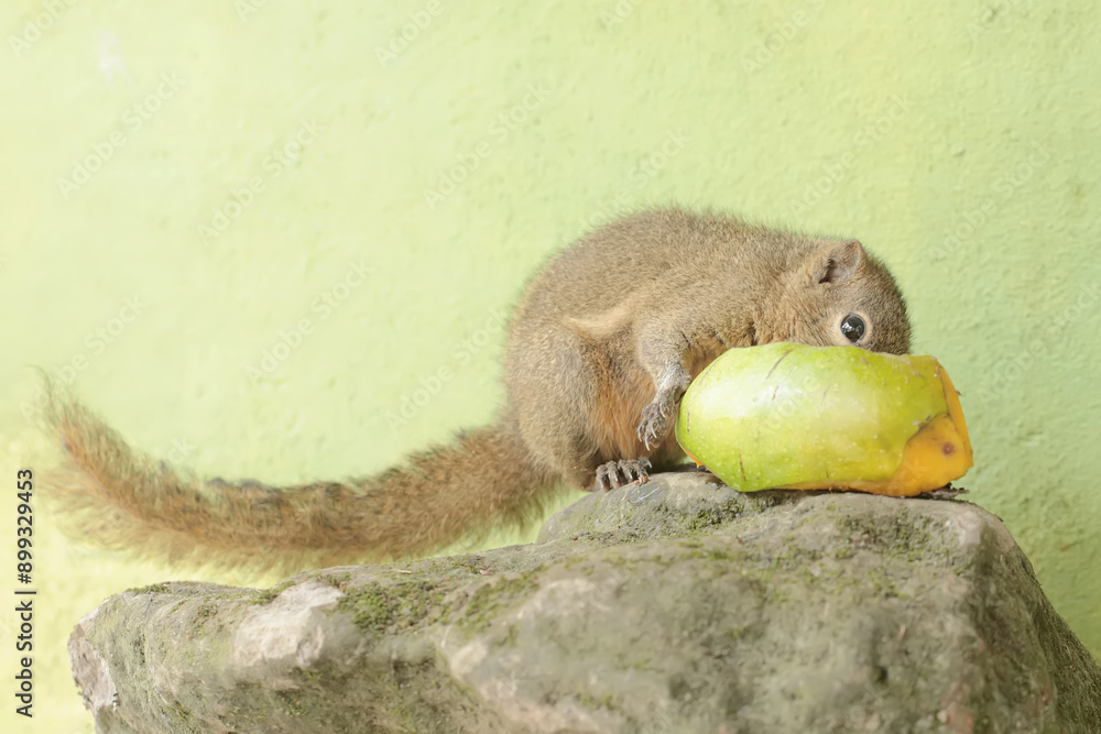 A young plantain squirrel is eating ripe mango fruit that has fallen to ...