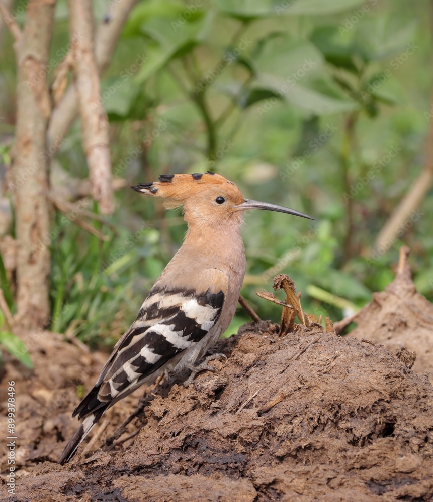 Photo of Eurasian hoopoe bird.Eurasian hoopoe is the most widespread ...