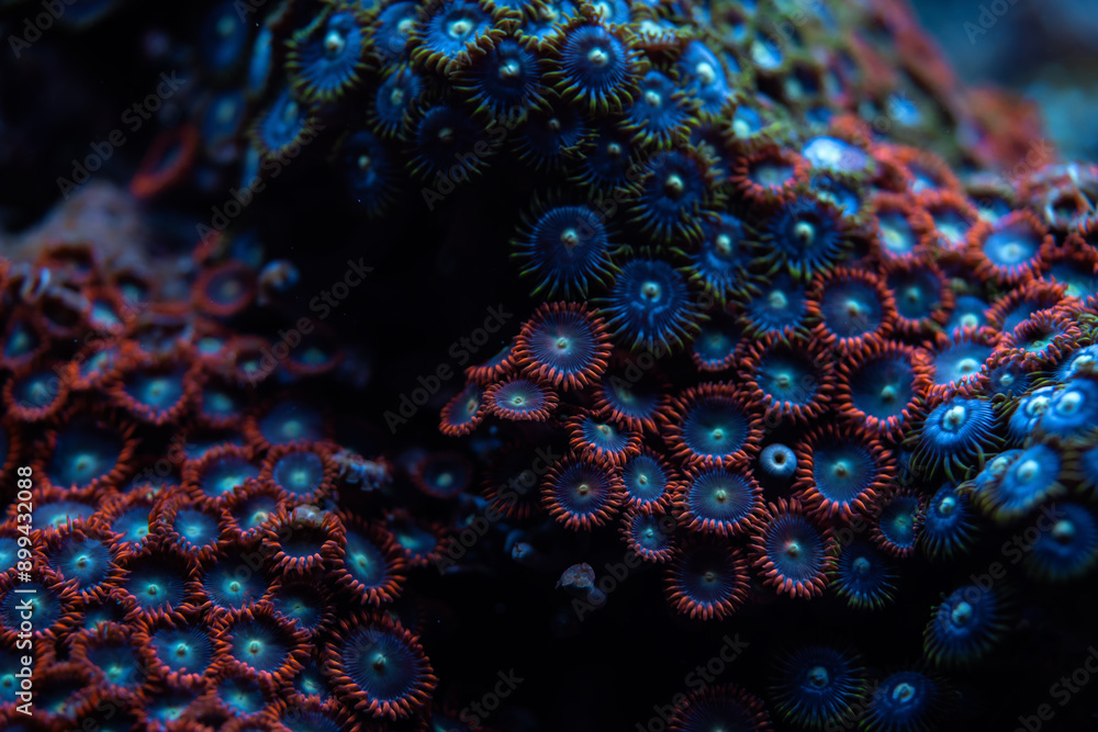 Underwater photo - orange flower like soft corals, Zoanthus species ...