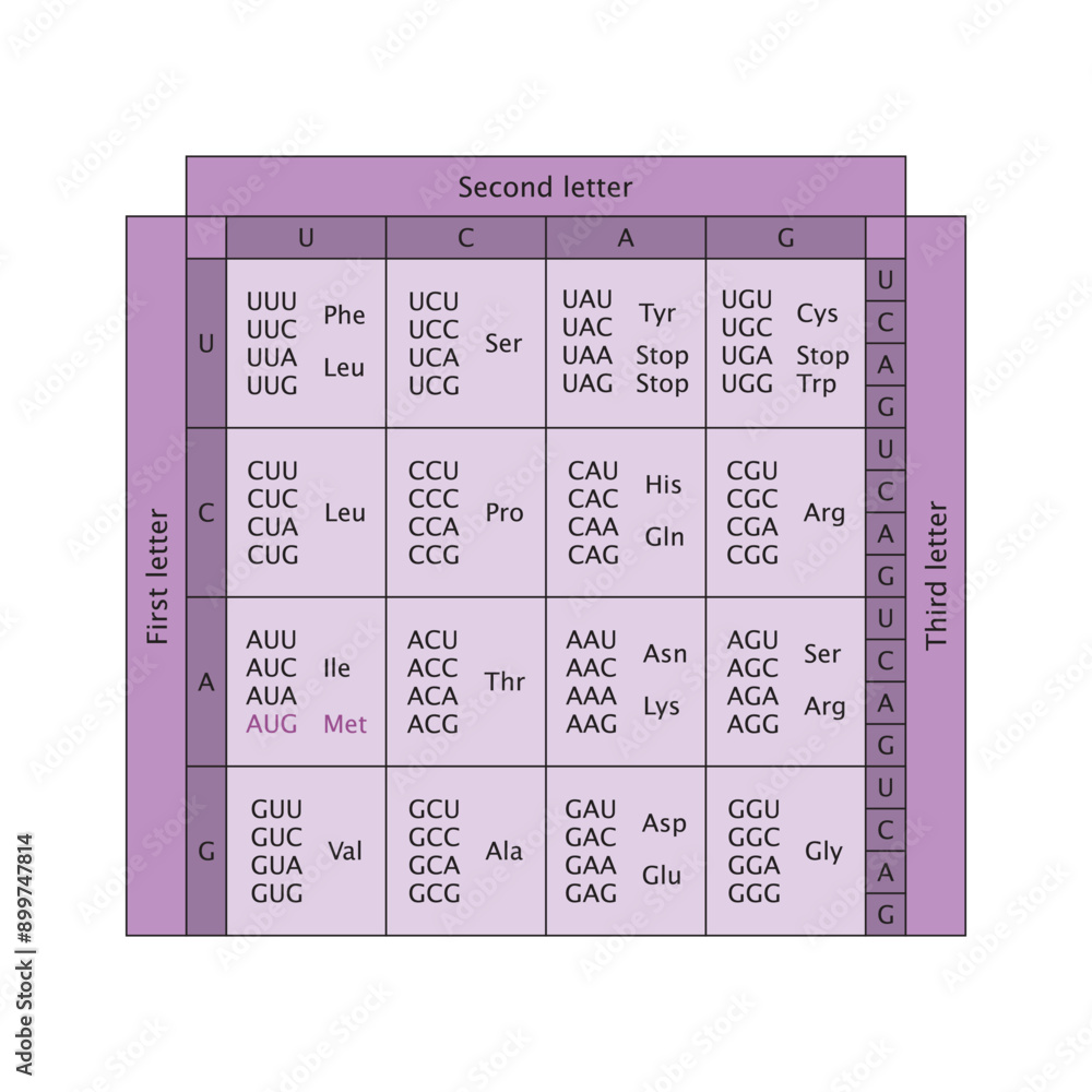 Table of RNA Codons - Genetic biological code of amino acids. Amino ...