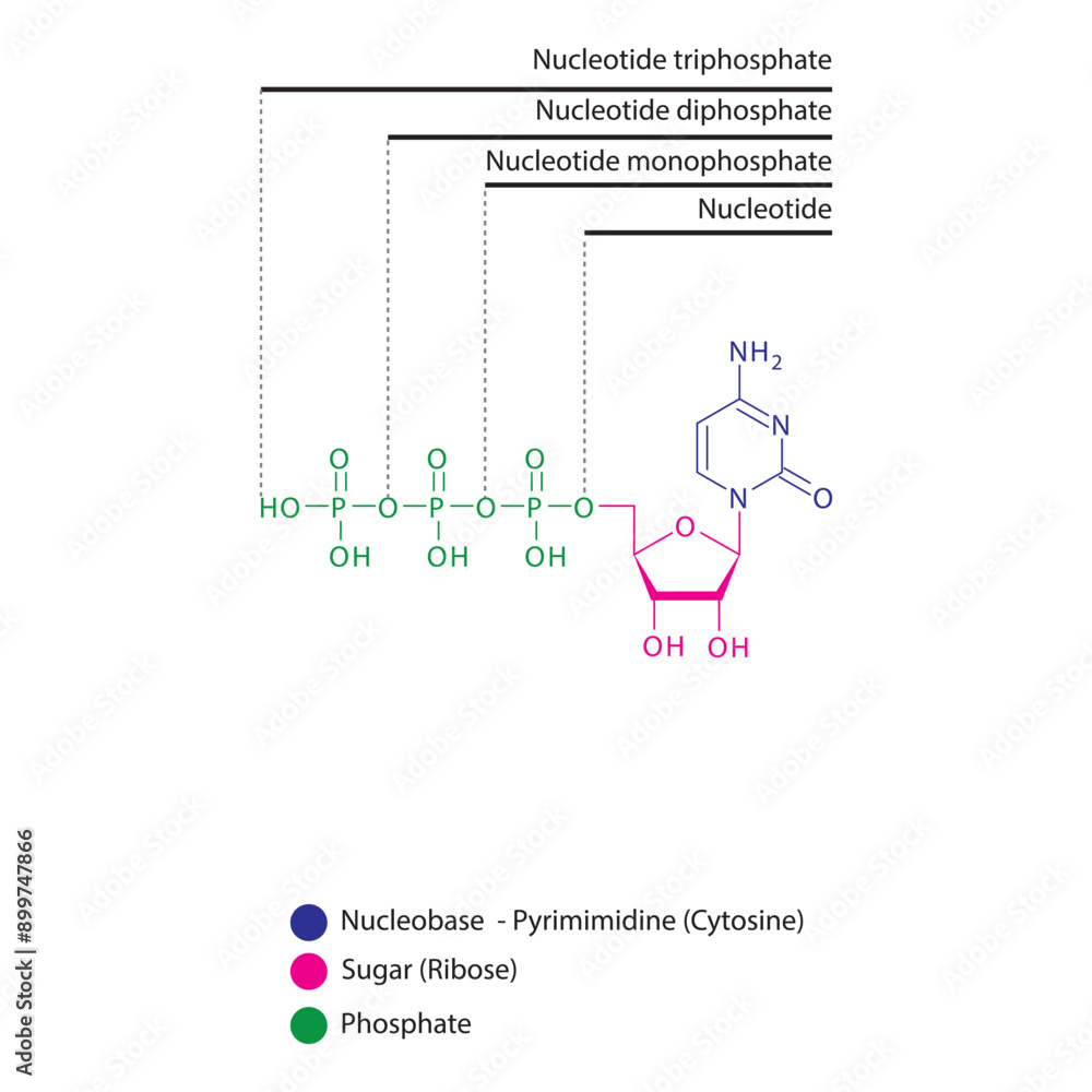 Diagram of nucleotide - Cytidine mono, di and trip phosphate skeletal ...
