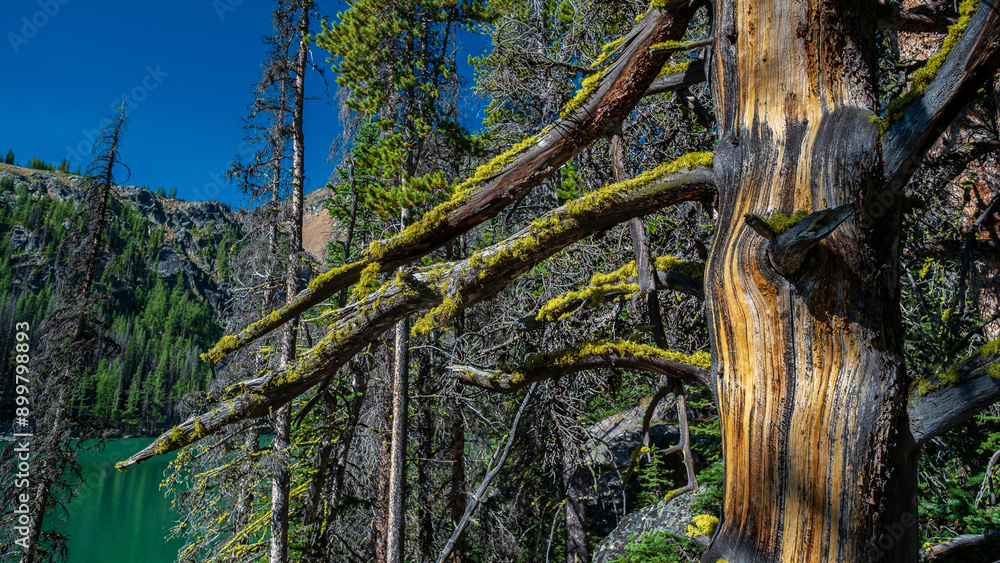 Fire damaged mature spruce tree adorns the rocky northern slopes of ...