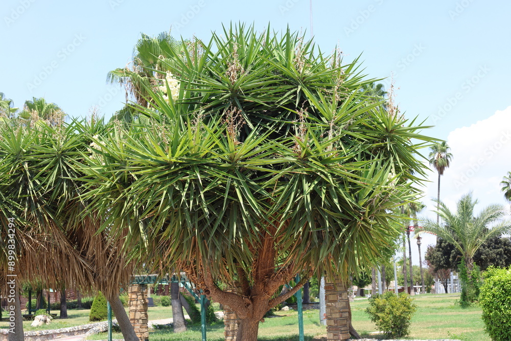 Yucca is a genus of perennial shrubs and trees in the family ...