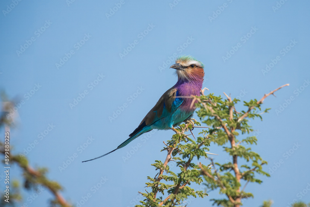 Closeup and portrait of bird , in flight. The Lilac breasted Roller is ...