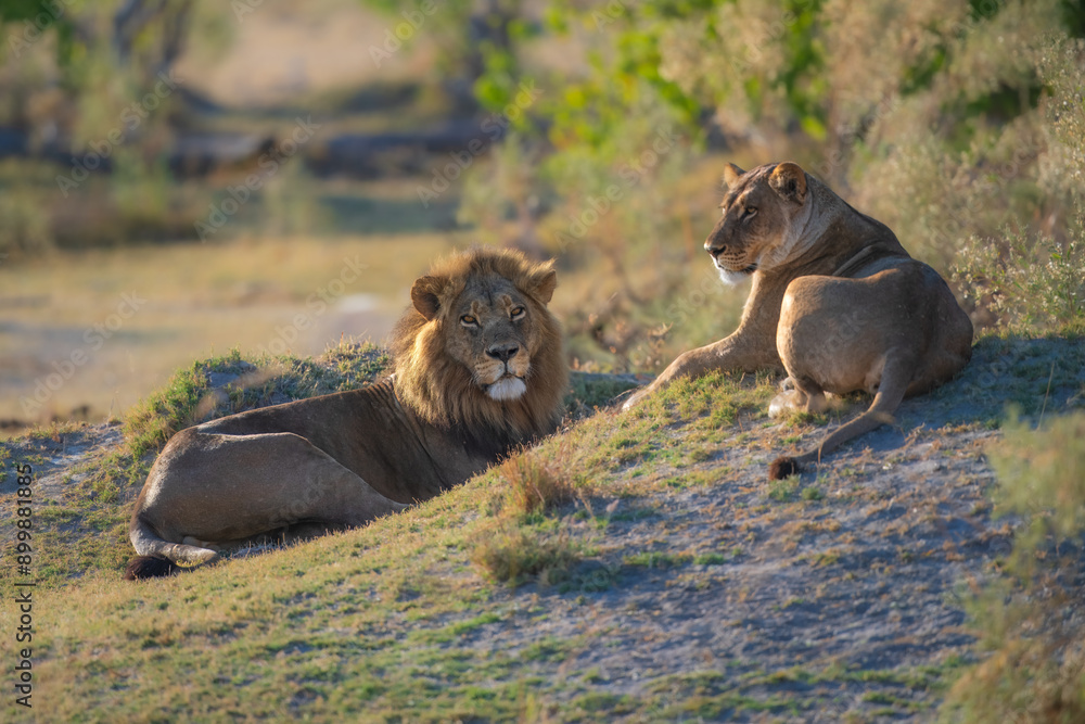 Family of African lion (Panthera leo), male with female lion, Moremi ...