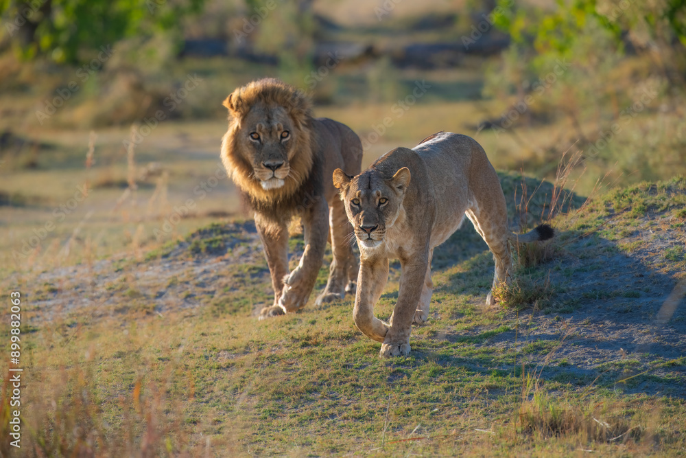 Family of African lion (Panthera leo), male with female lion, Moremi ...