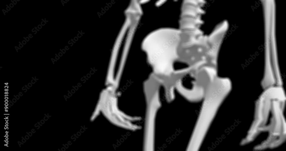 Pelvis, 3d and skeleton walking for medical information, research or ...