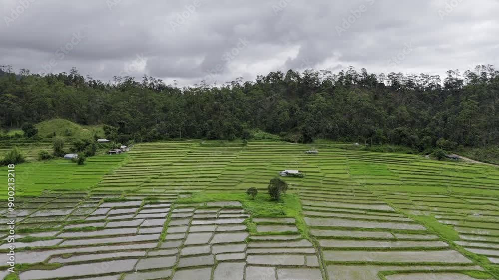 Beautiful rice fields, bright green color of young rice. .Terraced rice ...
