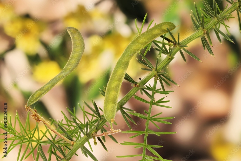 Developing seed pods on stem of Prickly Moses (Acacia pulchella ...