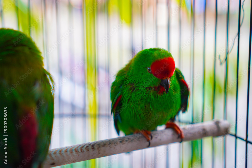 Two caged hanging parrots, small birds native to the Indian continent ...