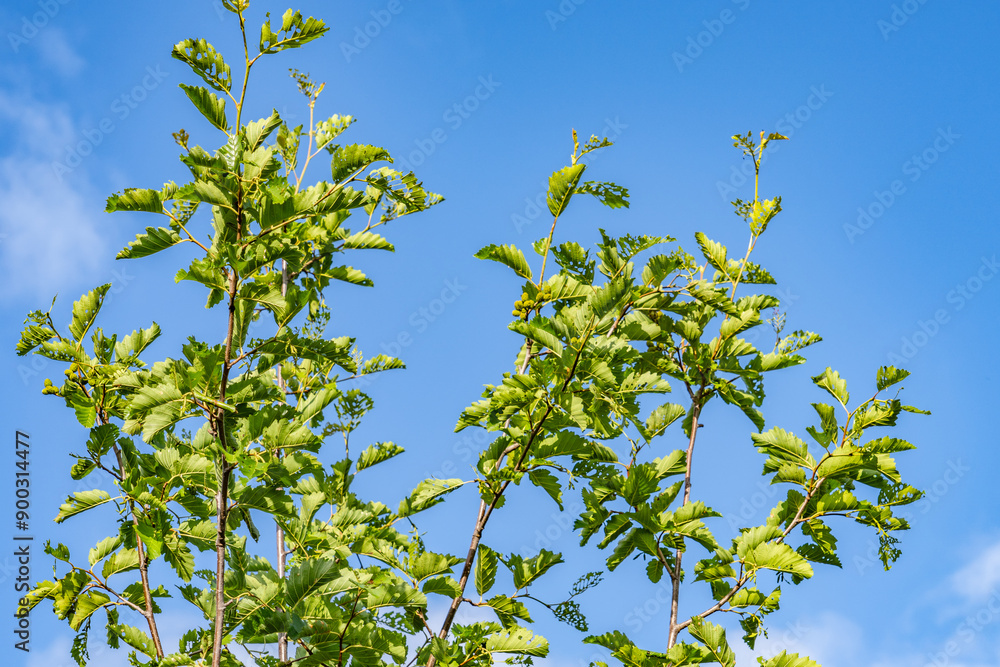 Alnus alnobetula is a common tree widespread across much of Europe ...