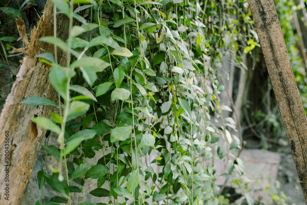 Plants with their long branches and many leaves covering the entire ...