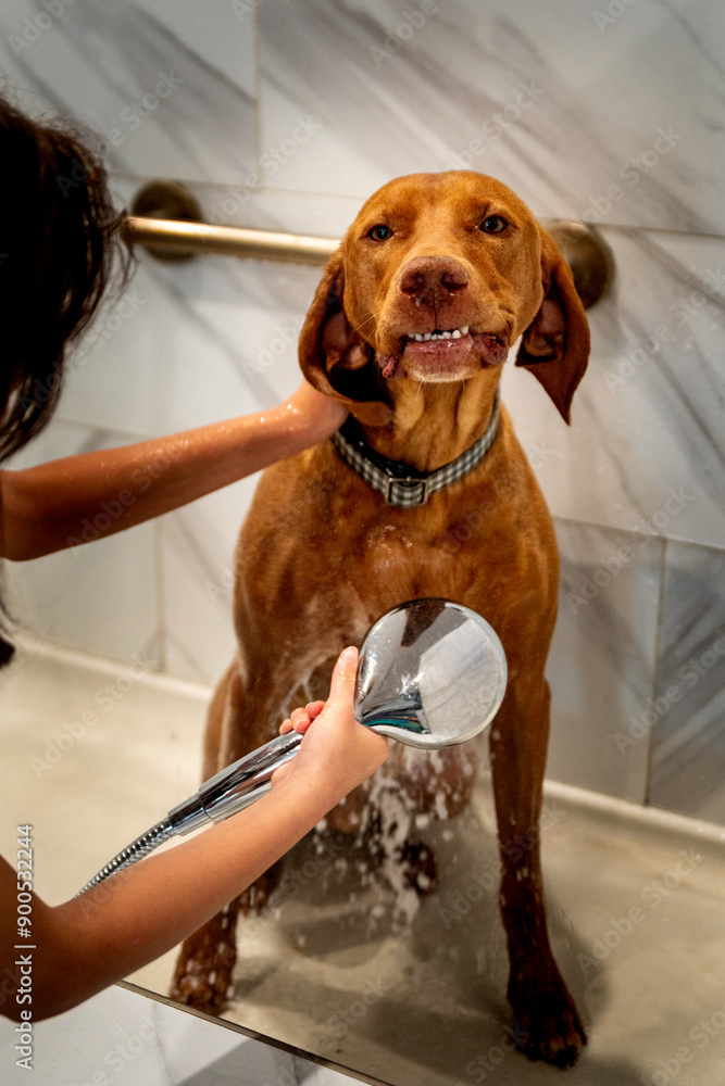 Hungarian Vizsla making a goofy face while being sprayed with water at ...