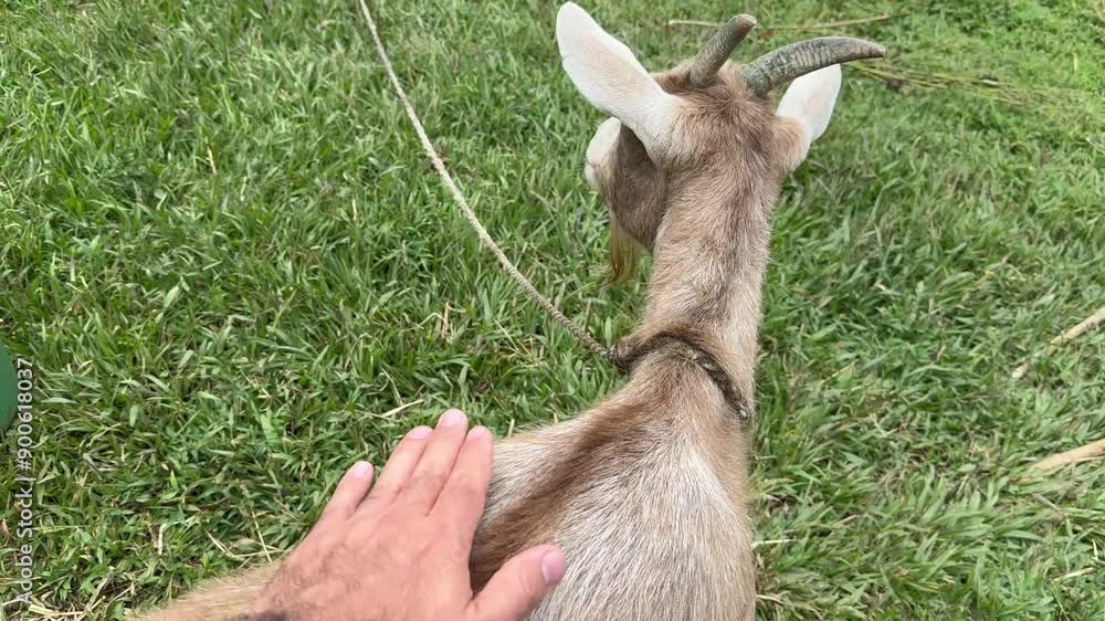 Older Latina woman with gray hair and yellow boots milking goat on her ...