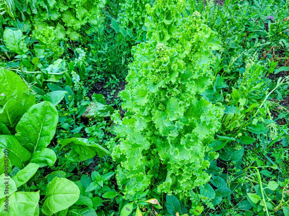 Póster Planta de lechuga frondosa creciendo en un huerto con vegetación ...