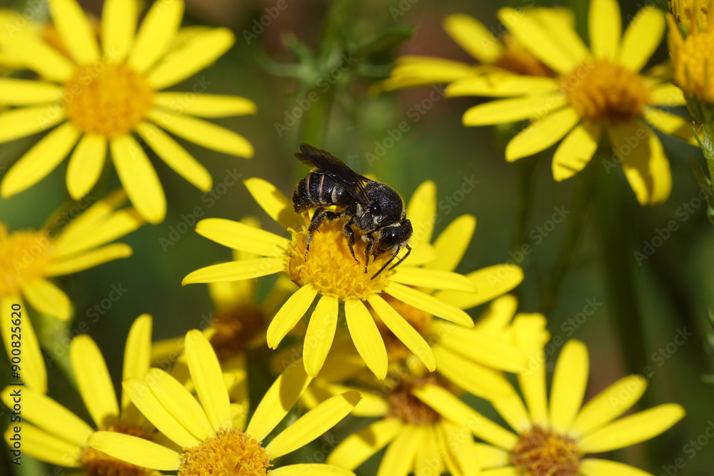 Cuckoo bee Stelis punctulatissima, family Megachilidae on flowers of ...