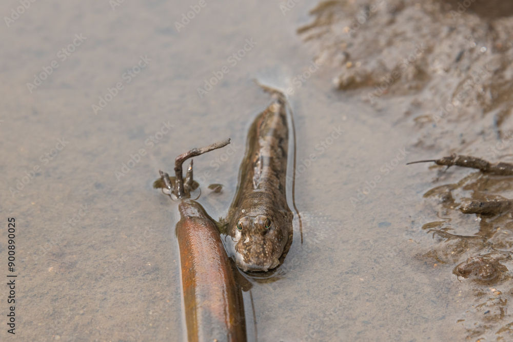 A beautiful common mudskipper (Periophthalmus kalolo) on the mudflats ...