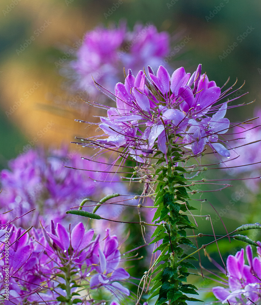 Spider Flower, Cleome spinosa, is a popular garden plant with tall ...
