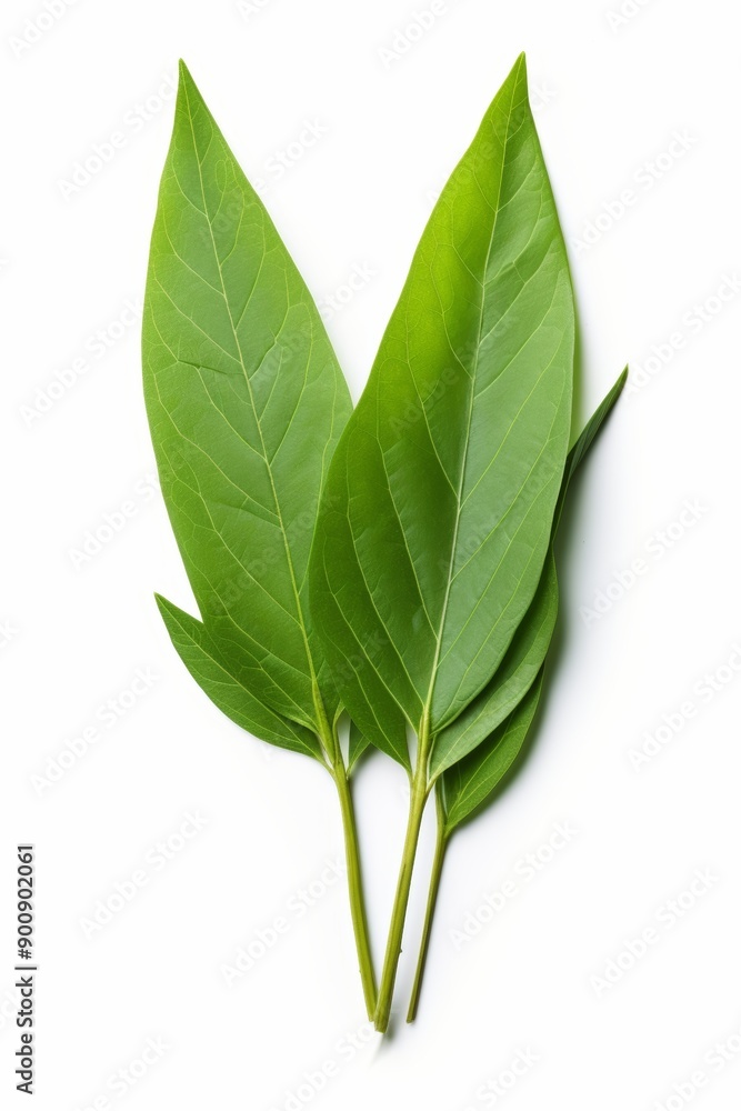 Isolated asian herb mango leaf on white background, a traditional asian ...