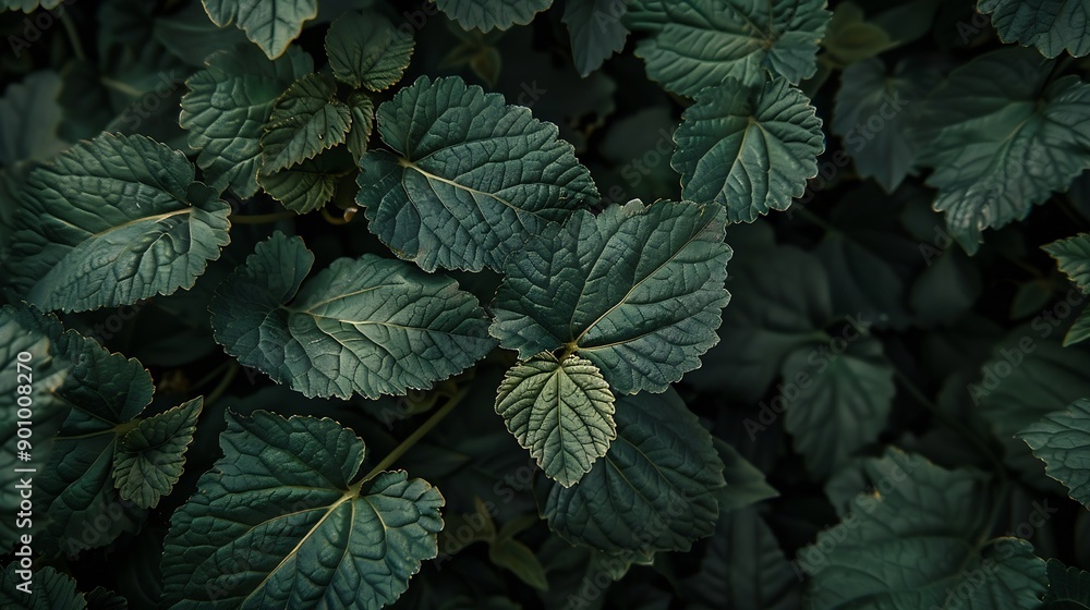 Nature of dark green leaf in garden Natural green leaves plants using ...