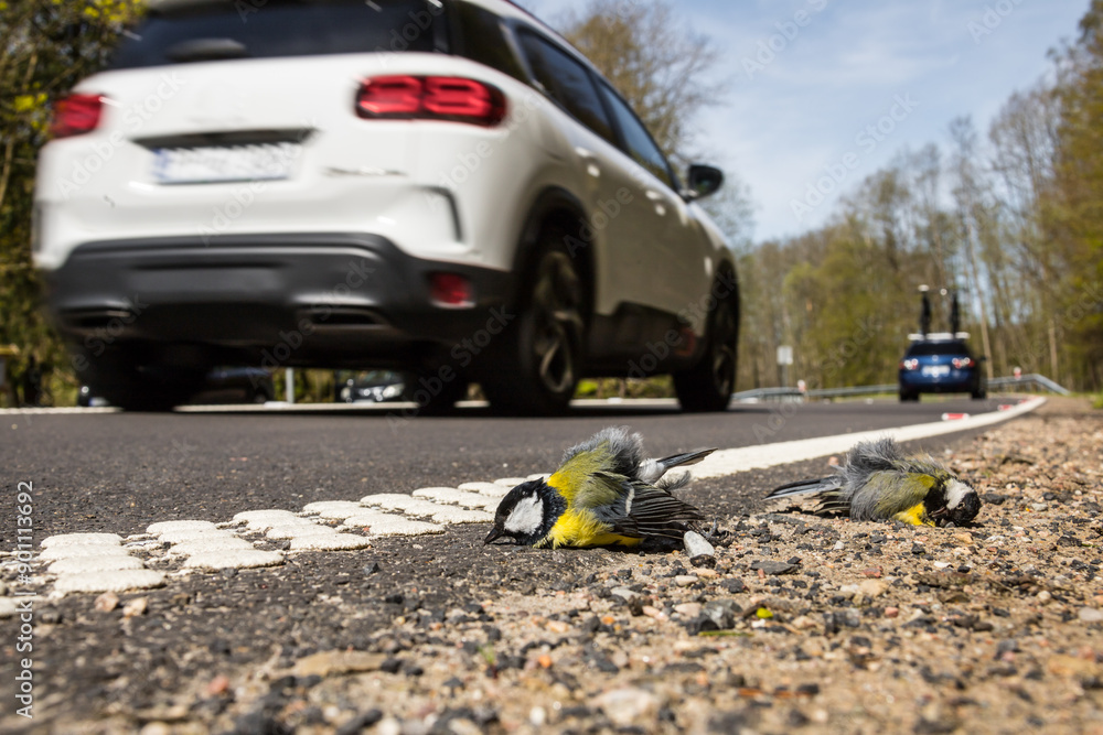 dead birds on the roadside, parus major, threats to birds, road ...