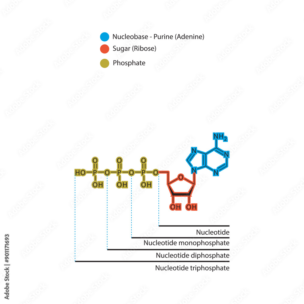 Diagram of nucleotide - Adenosine mono, di and trip phosphate skeletal structure schematic ...