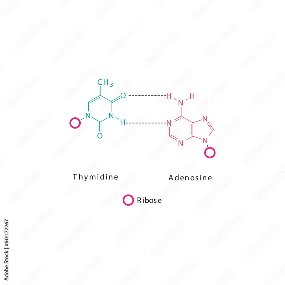 Diagram showing hydrogen bonds between DNA nitrogenous bases ...
