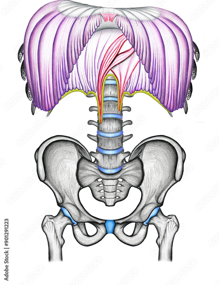 Diaphragm anterior view Sternal origin Costal and Vertebral origin ...