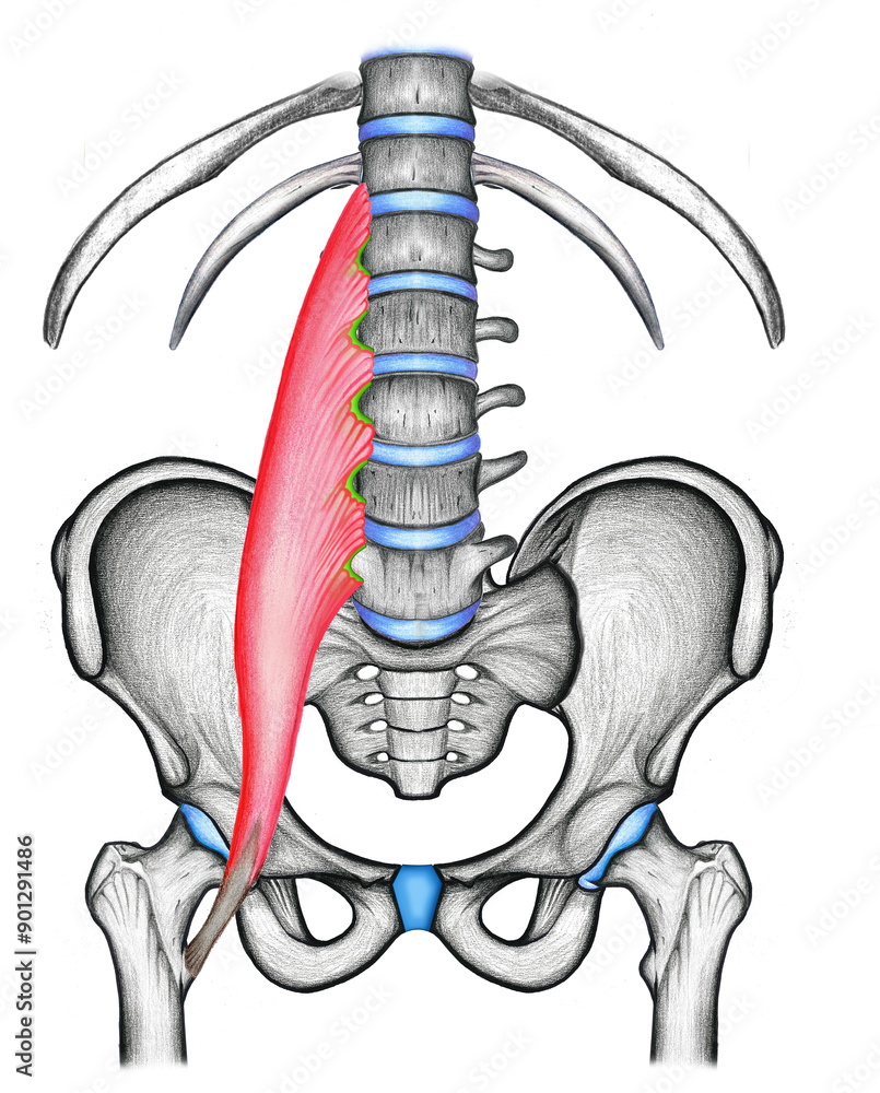 Psoas major muscle one side not labeled lumbar vertebrae Lesser ...