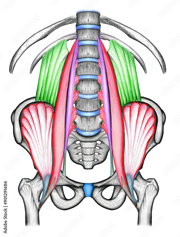 Muscles of posterior abdominal wall Psoas major Psoas minor Quadratus ...
