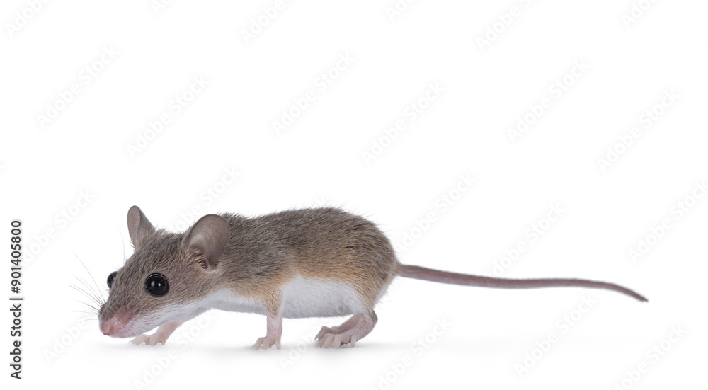African pygmy mouse aka Mus minutoides and smallest rodent in the world ...