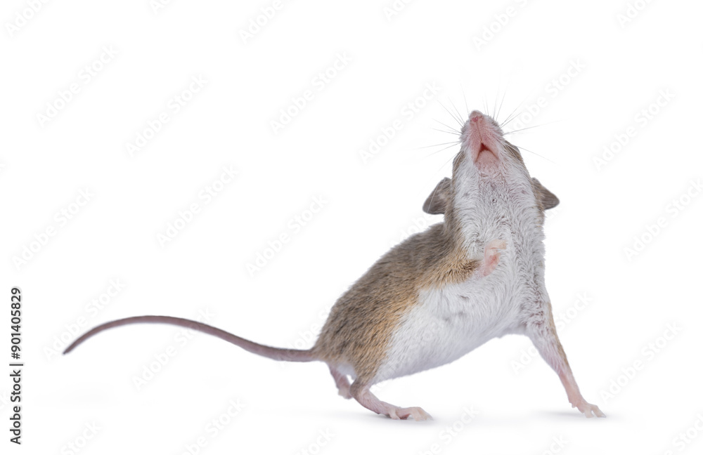 African pygmy mouse aka Mus minutoides and smallest rodent in the world ...