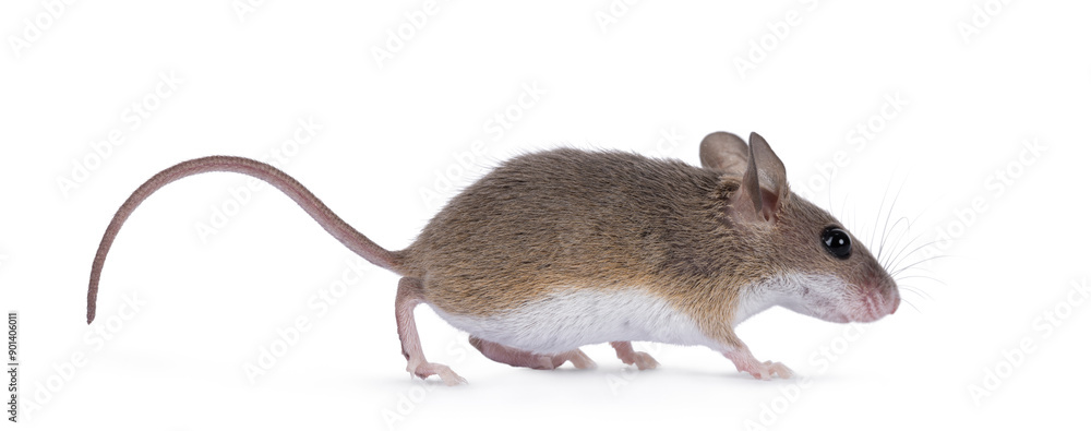 African pygmy mouse aka Mus minutoides and smallest rodent in the world ...