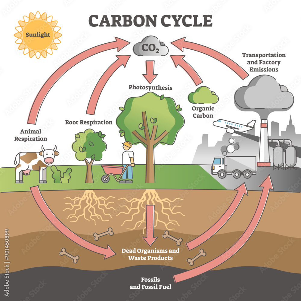 Carbon cycle with CO2 dioxide gas exchange process scheme outline ...