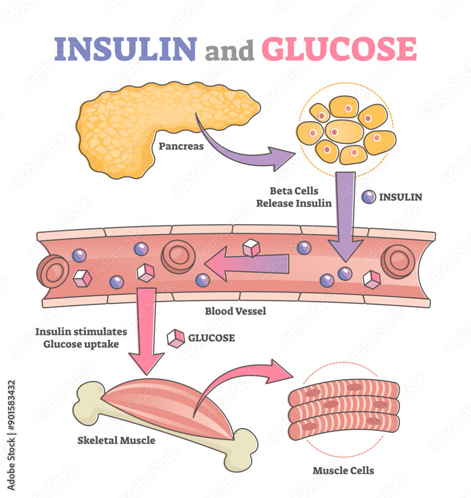 Insulin and glucose release regulation educational scheme outline ...
