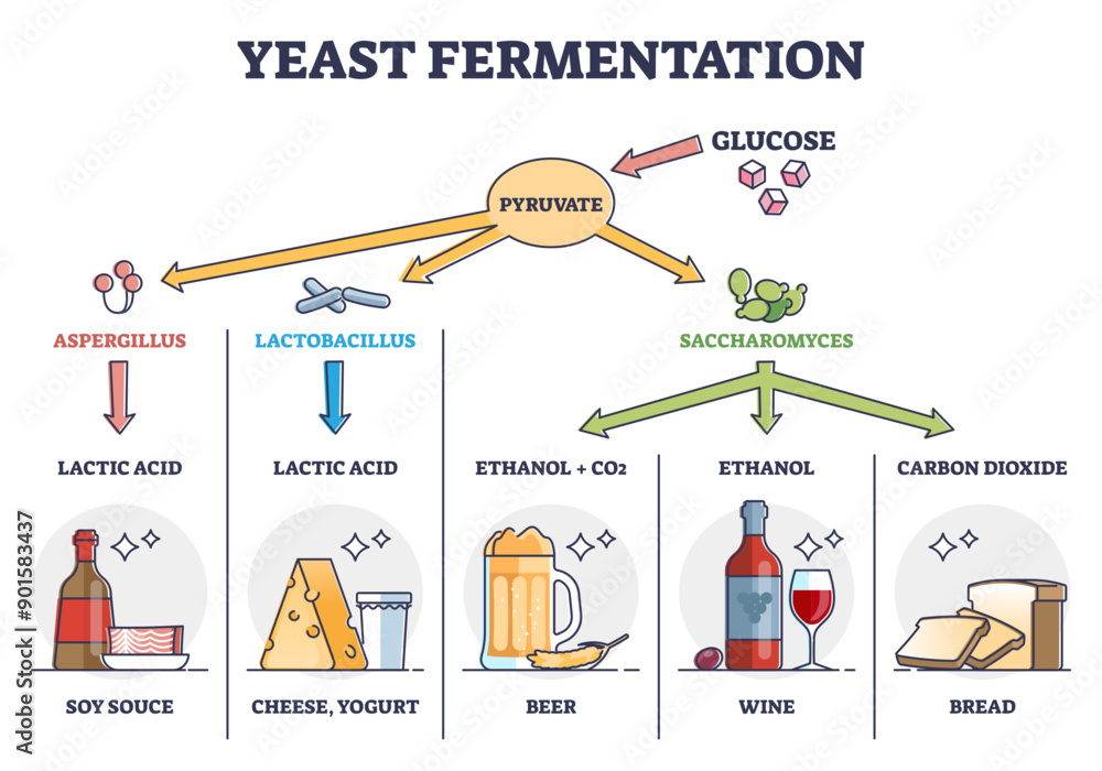 Yeast fermentation principle for drinks and food outline diagram ...