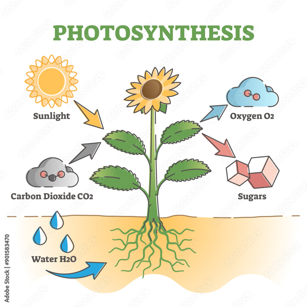 Poster Photosynthesis diagram process symbolic explanation scheme ...
