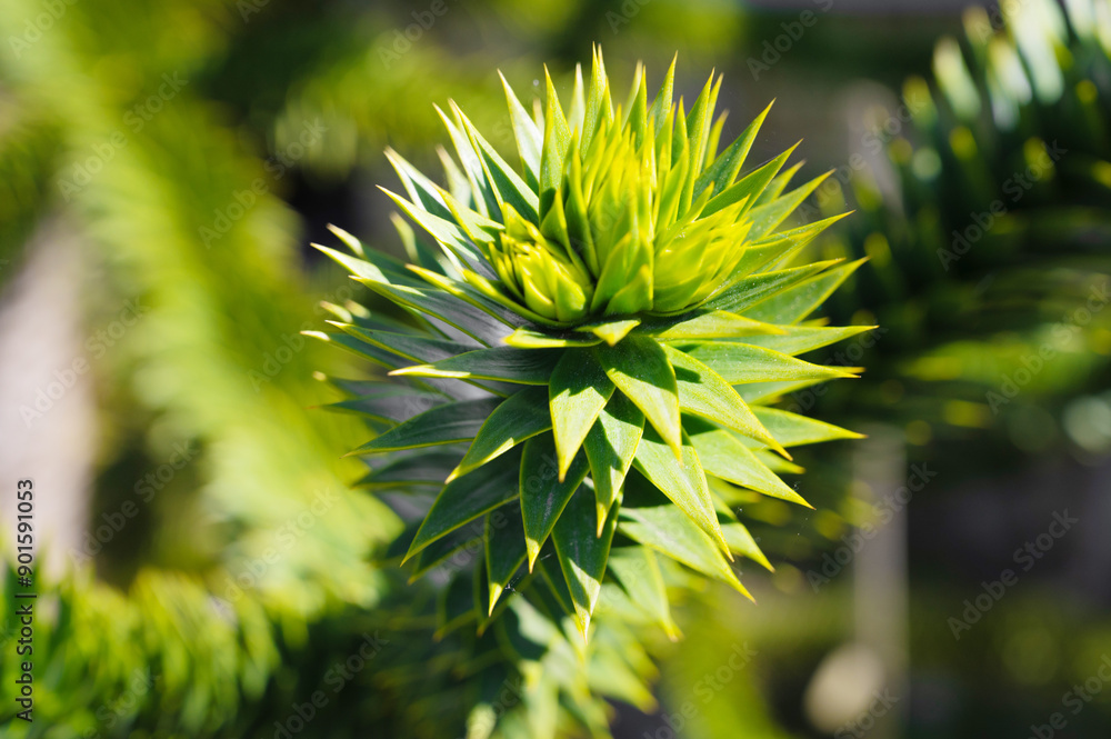 Branches of Araucaria araucana, Monkey puzzle tree, Monkey tail tree ...
