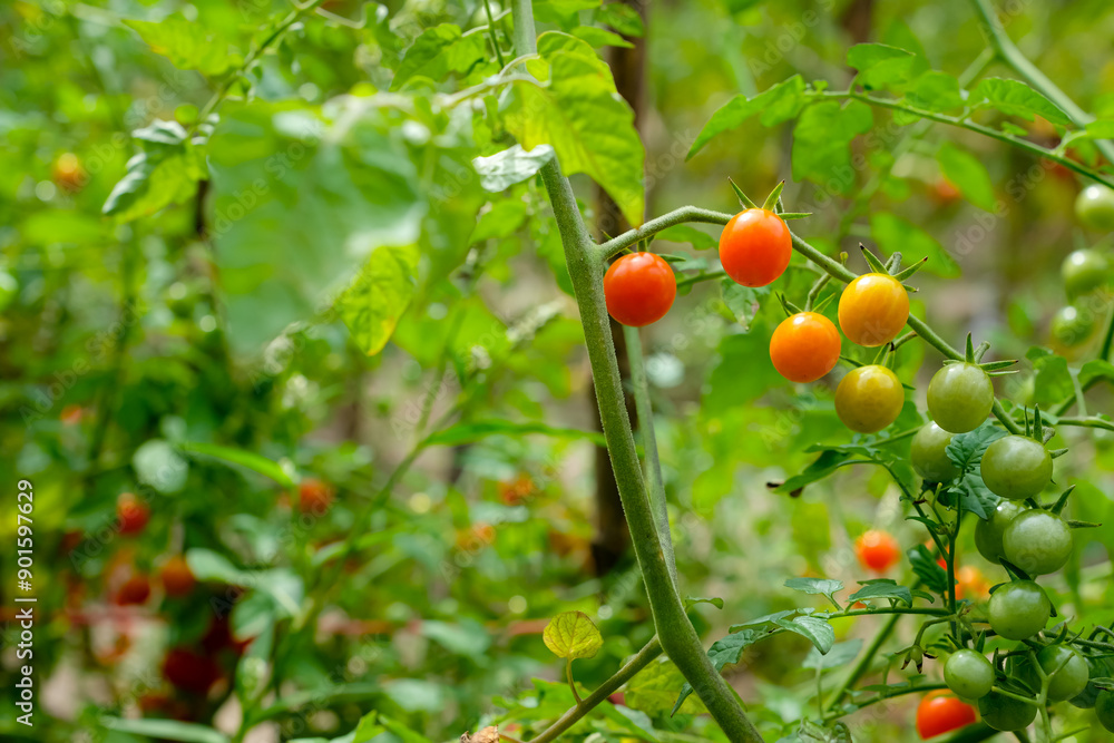 Red currant tomato in the vegetable garden. Care, disease, and ...