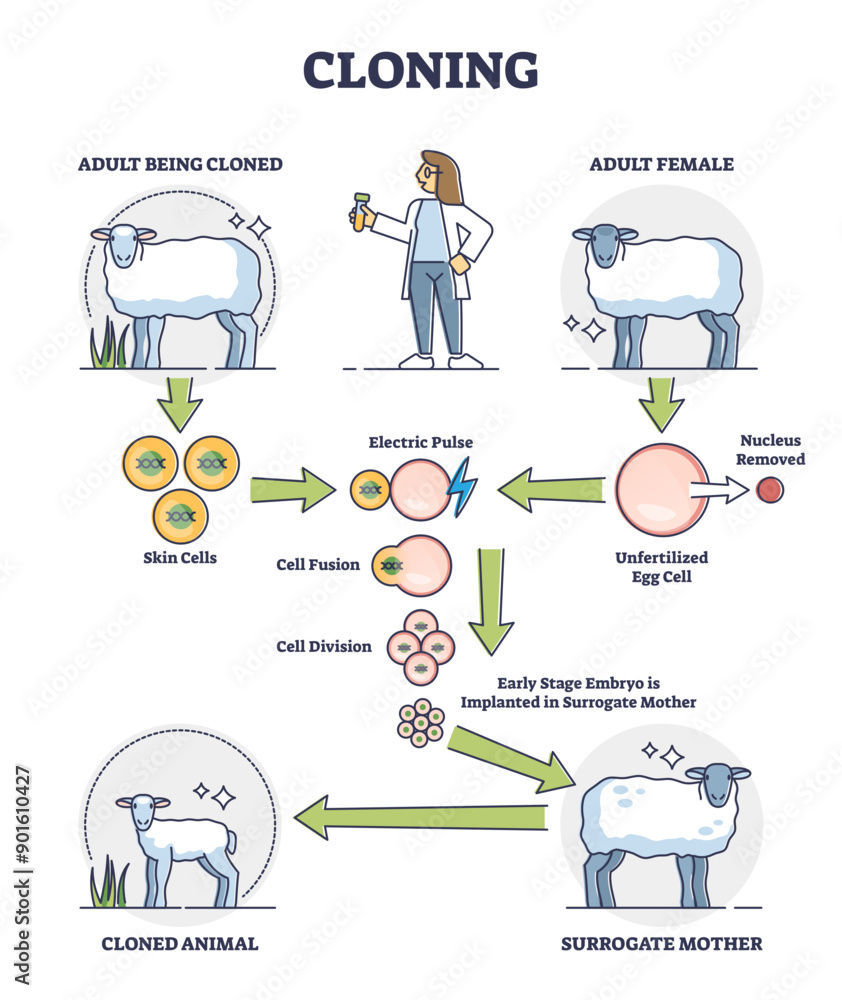 Cloning process explanation with adult sheep creation stages outline ...