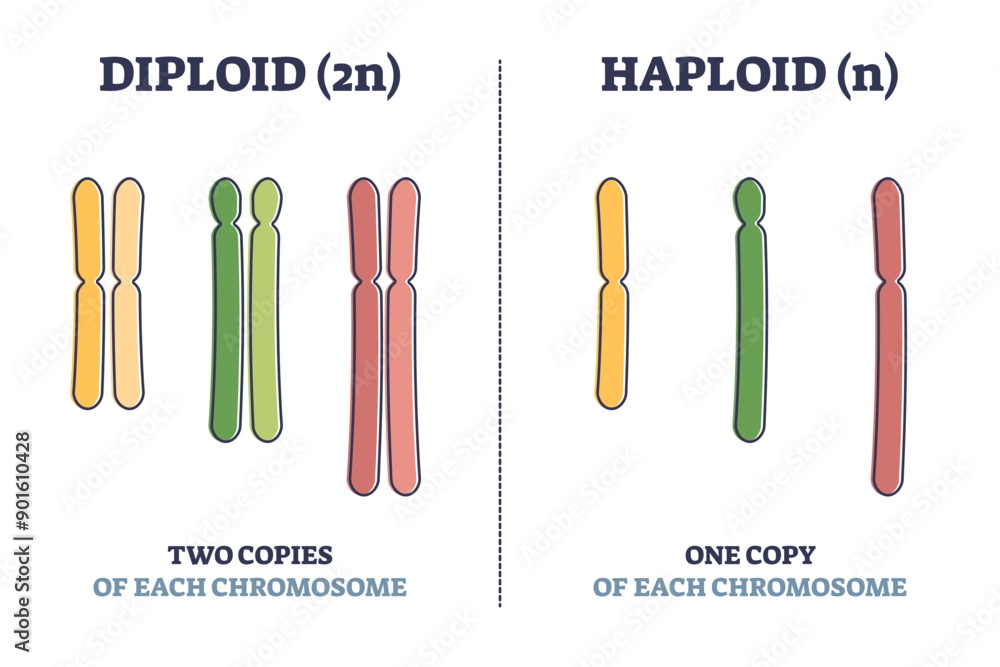Diploid vs haploid as complete chromosome sets count comparison outline ...