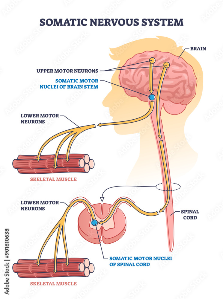 Somatic nervous system with human brain impulse to muscle outline diagram, transparent ...