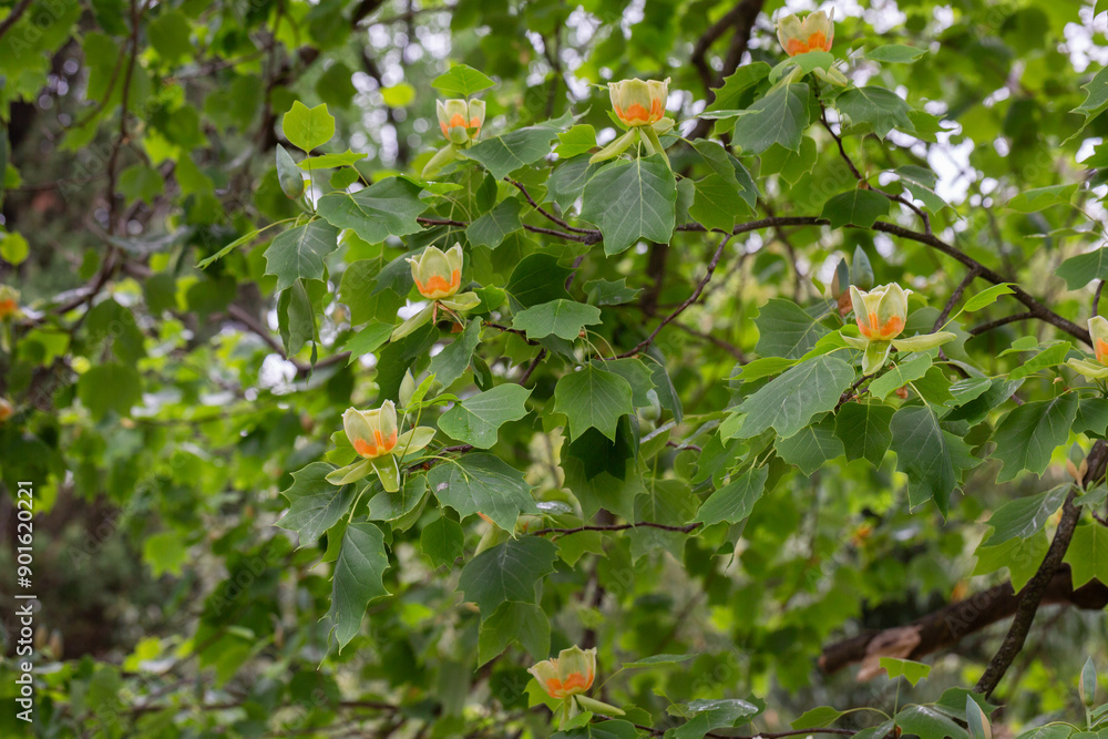 Flowers of tulip tree (Liriodendron tulipifera) blooming in spring ...