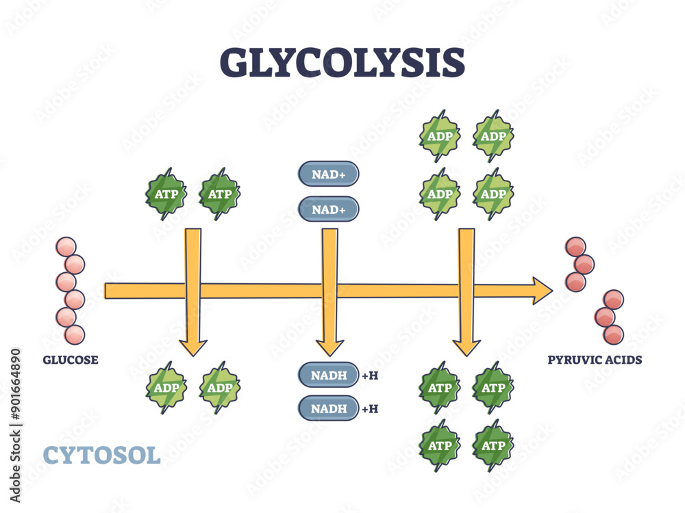Poster Glycolysis as metabolic pathway for glucose convertion to ...